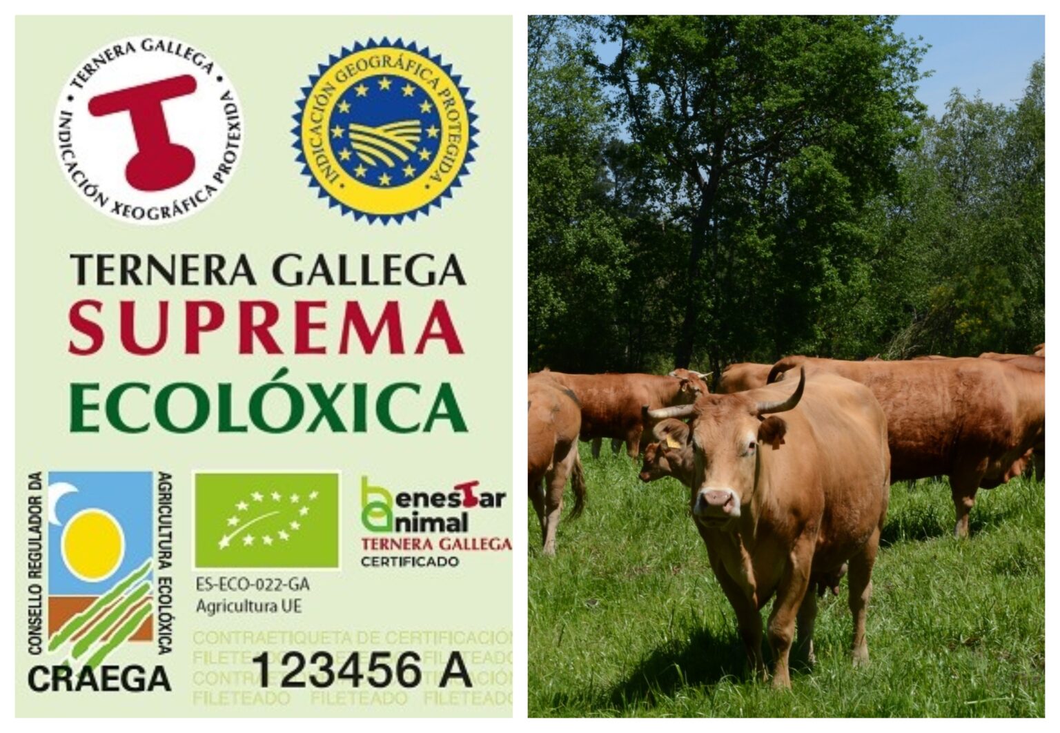 La Ternera Gallega Suprema de producción ecológica contará con un nuevo ...